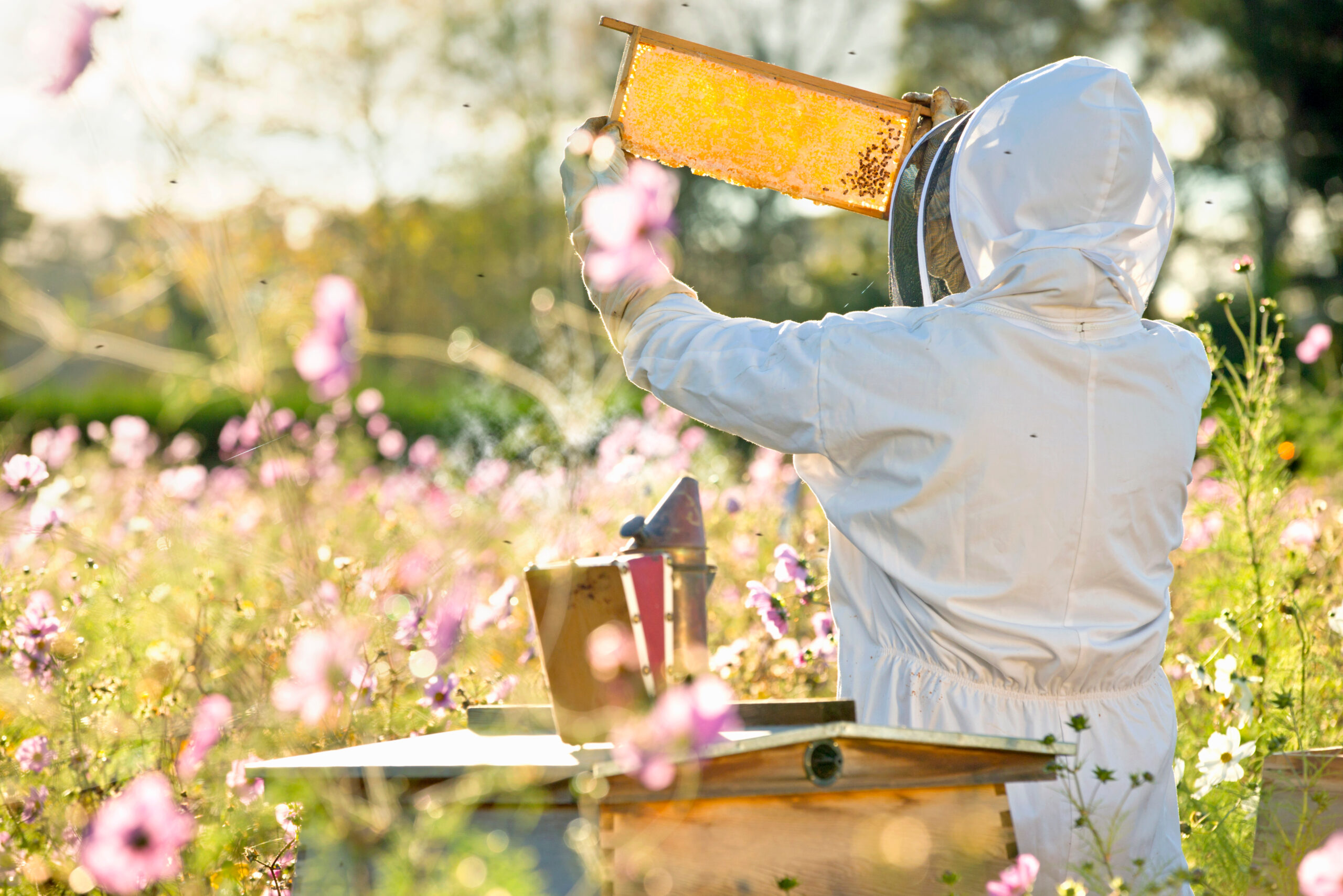 Idées cadeaux autour du miel et de la ruche | Smartbox Blog